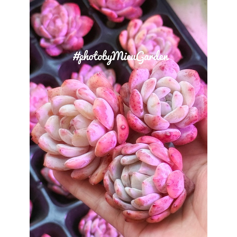 [mieugarden - đợt hàng mới] Sen đá Monroe hồng 1-5 đầu (Echeveria ...