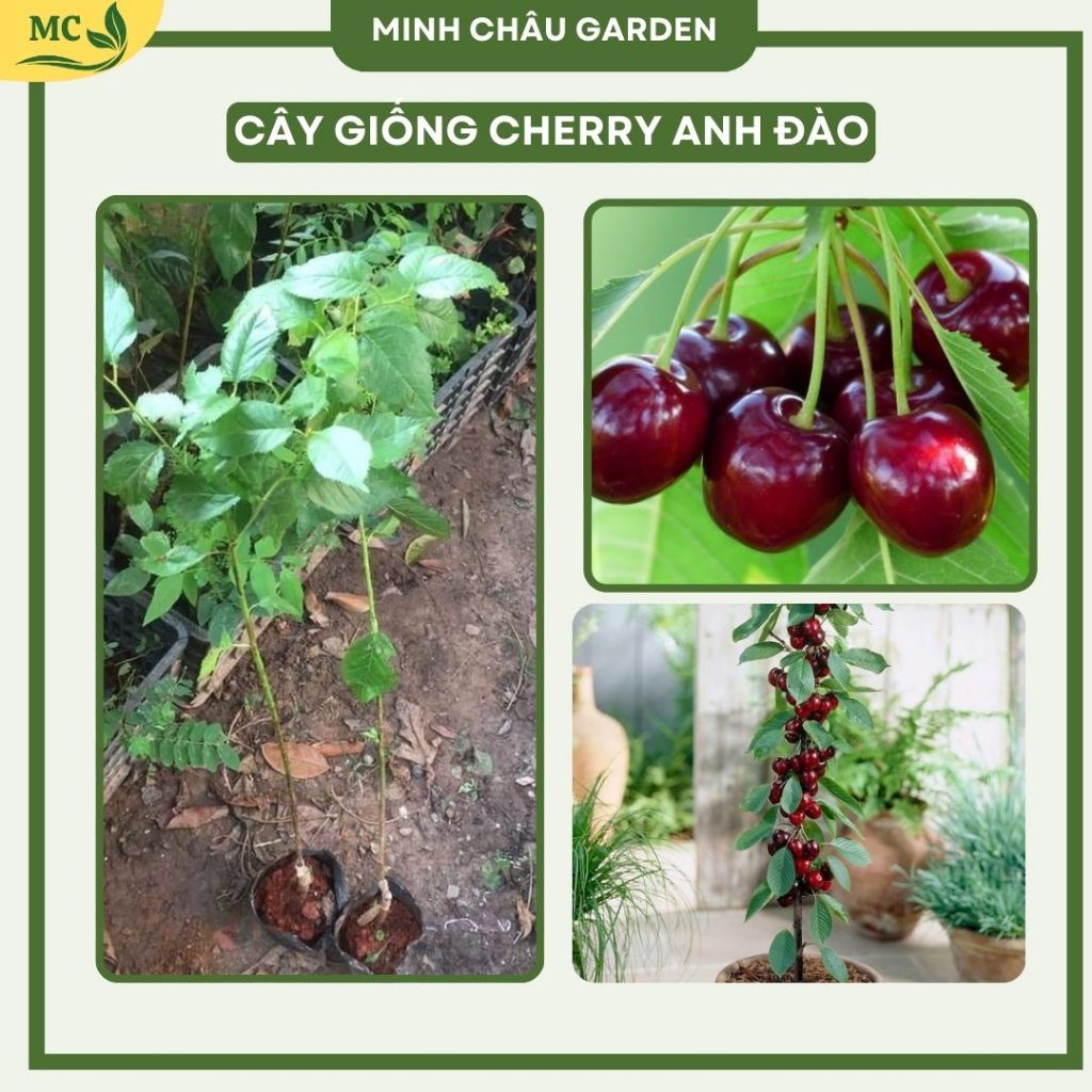 cherry anh đào Mỹ cây giống nhập khẩu thế hệ mới đã được thuần chủng ...