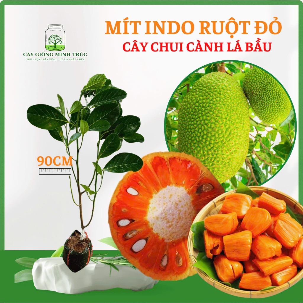 Mít Indo Ruột đỏ lá bầu (Cây Chui cành) trái to | Shopee Việt Nam