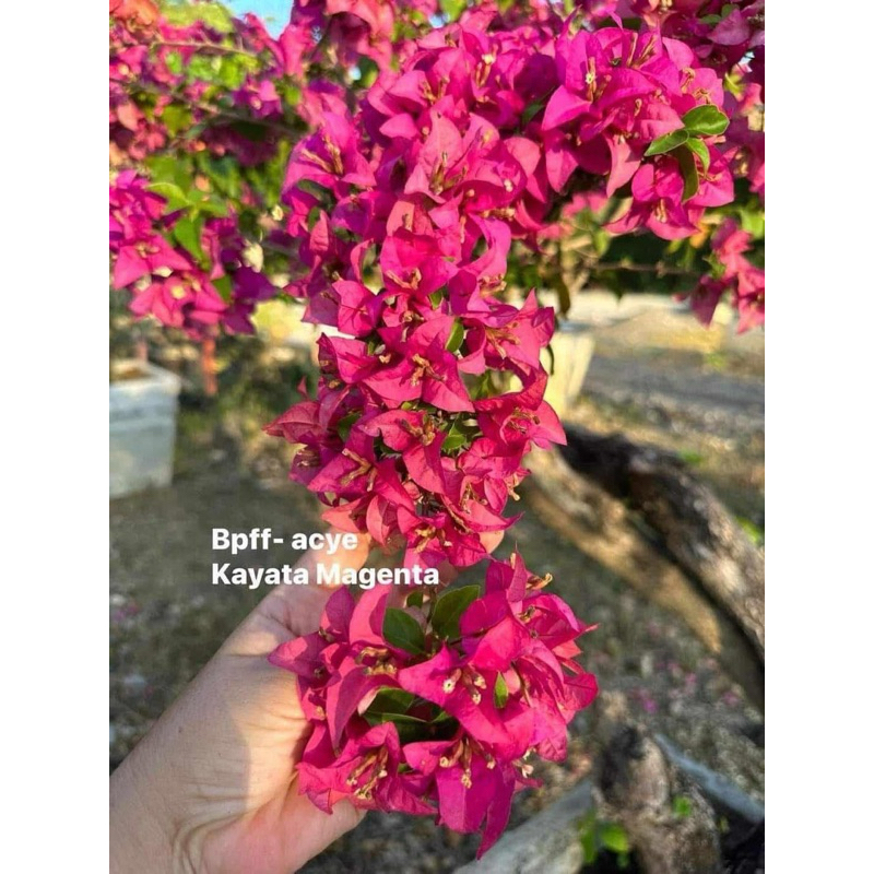 GIỐNG MỚI KAYATA MAGENTA GHÉP HOM CAO 50cm | Shopee Việt Nam