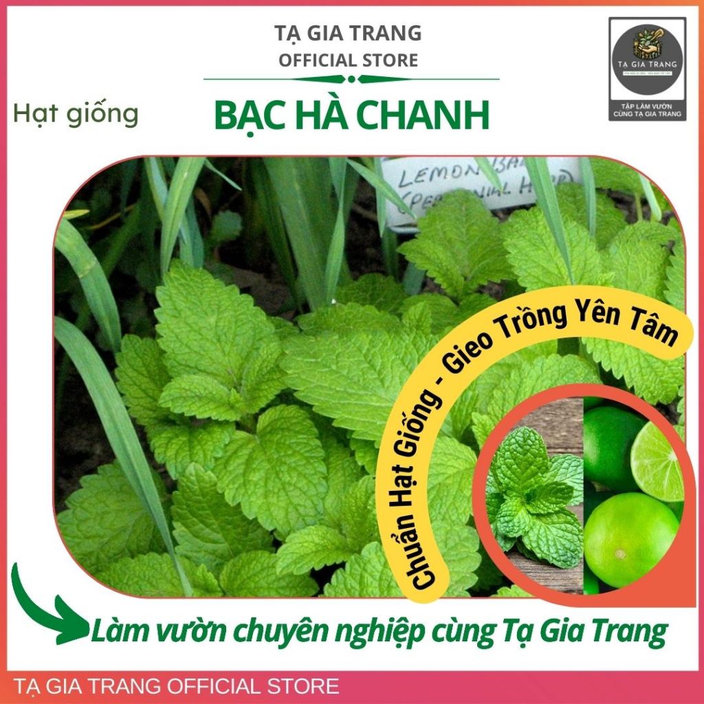 Hạt giống bạc hà chanh (rau bạc hà Lemon Balm) | Shopee Việt Nam