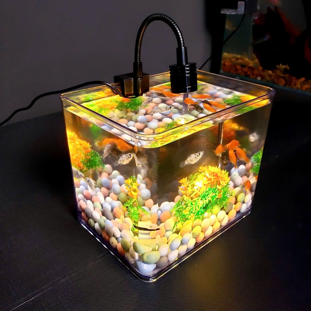 TRỌN BỘ BỂ CÁ MINI BỂ CÁ BETTA ĐỂ BÀN LÀM VIỆC, BÀN HỌC, SIÊU ĐẸP KÈM ...