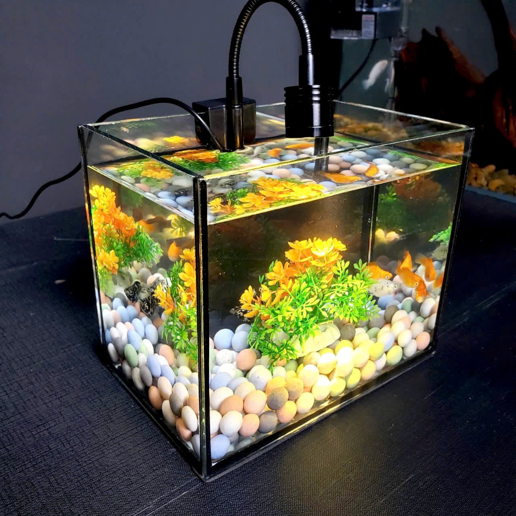 TRỌN BỘ BỂ CÁ MINI , BỂ CÁ BETTA THỦY TINH 18X12X15CM ĐỂ BÀN LÀM VIỆC ...