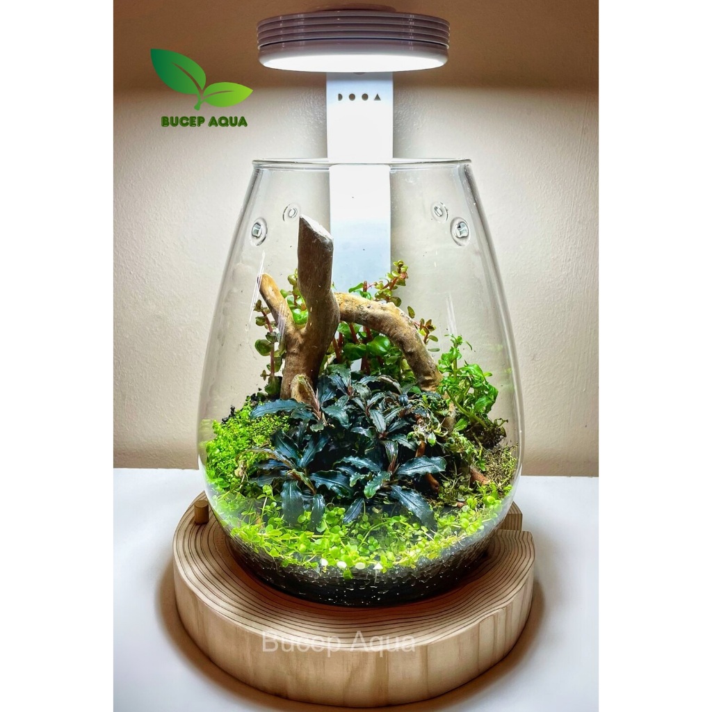 Bucep trồng terrarium - Hàng đã trồng thuần cạn - khí hậu Việt Nam ...