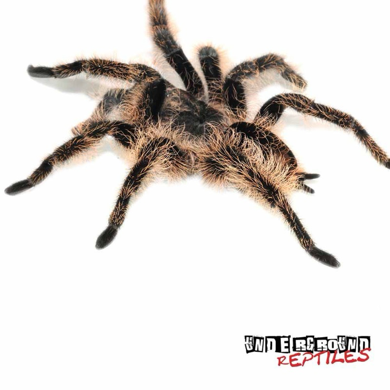 Mô hình nhện tarantula curlyhair honduras | Shopee Việt Nam