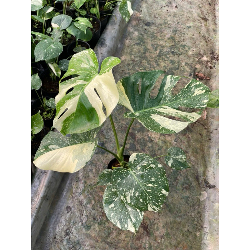 Monstera Delicosia Thaicons gen VIP size L khỏe đẹp đang up size khoảng ...