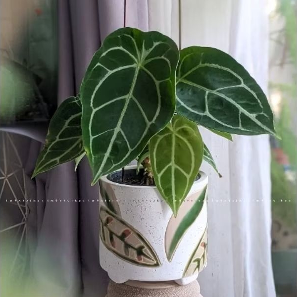 Cây Anthurium forgetii x red hope - 1M2 OF VIBES | Shopee Việt Nam