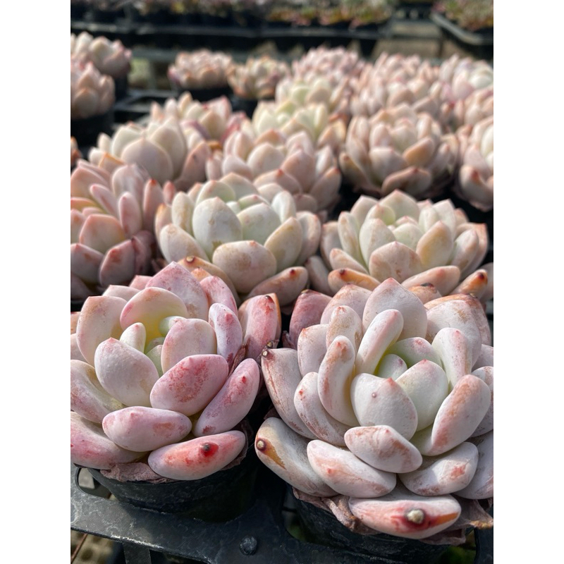 cây sen đá mon monroe mon_🌱hàng sẵn vườn boybongarden | Shopee Việt Nam