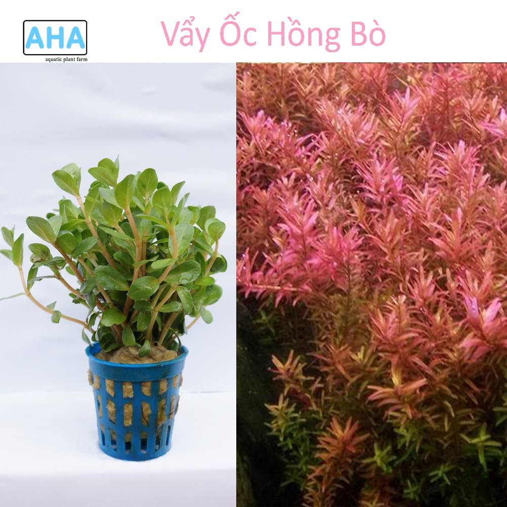 Cây Thủy Sinh Vẩy Ốc Hồng (20 ngọn) | Shopee Việt Nam