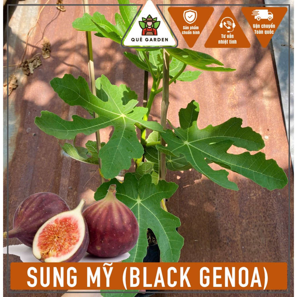 Cây Sung Mỹ - giống Black Genoa - Tổng thể khoảng 40-50 cm - Cây sắp ...