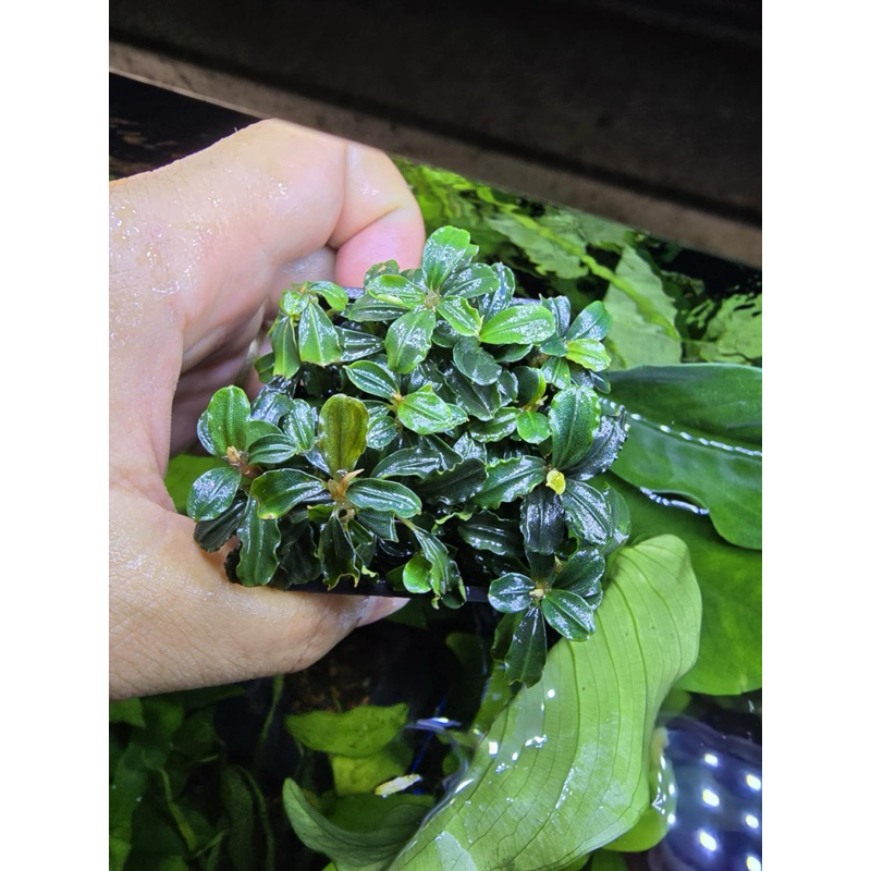 Cây Thuỷ Sinh - BUCEP PHANTOM | Shopee Việt Nam