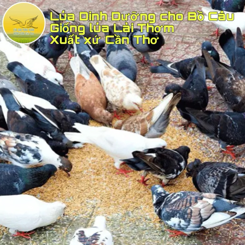 [1KG] Lúa dinh dưỡng cho bồ câu, gà, chim Đài Thơm cao cấp | Shopee ...