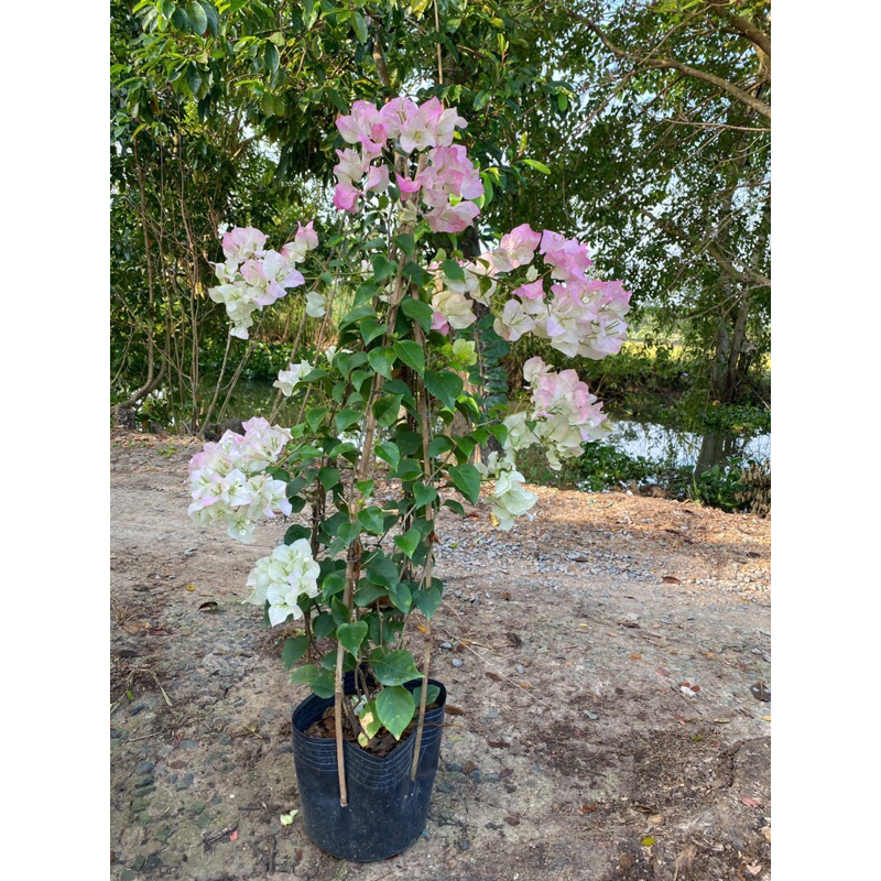 Hoa Giấy Phớt Hồng Sakura Nguyên Bản 80cm | Shopee Việt Nam