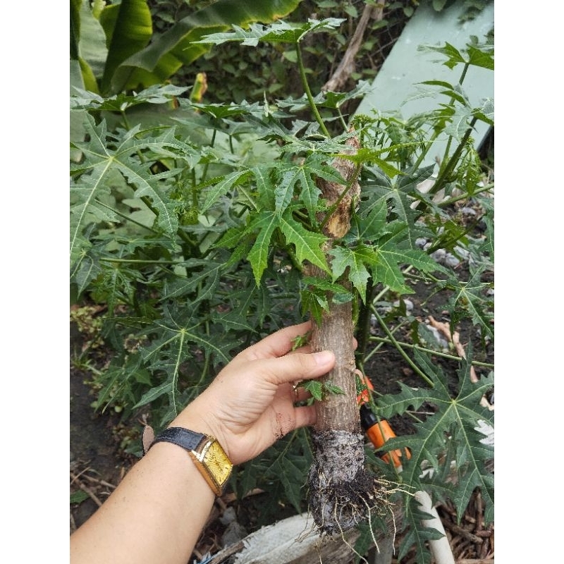 Rau mì chính ( Cây giống rau mì chính, rau sạch cho mỗi gia đình ...