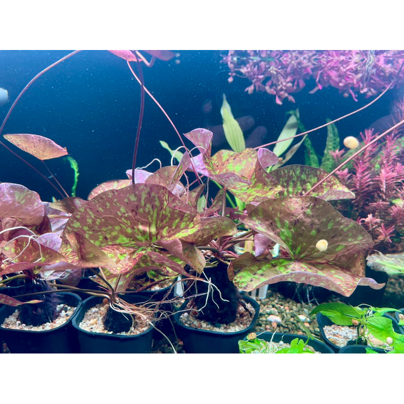 Sen tiger / Súng tiger (dạng củ) | Shopee Việt Nam