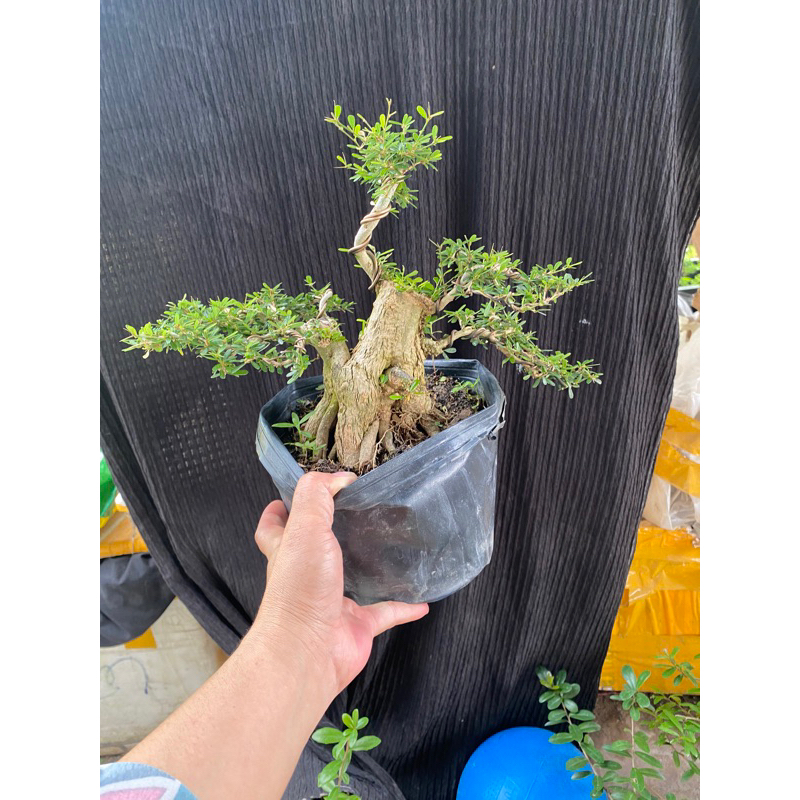 linh sam 86 bonsai | Shopee Việt Nam