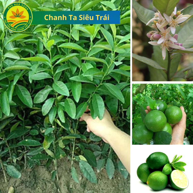 Cây giống Chanh Ta, lá thơm quả to, mọng nhiều nước | Shopee Việt Nam