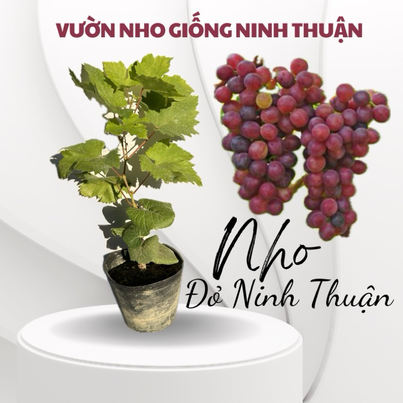 Cây Nho Giống Đỏ Red Cardinal Trái To( Hướng Dẫn Bằng Video Thực Tế ...