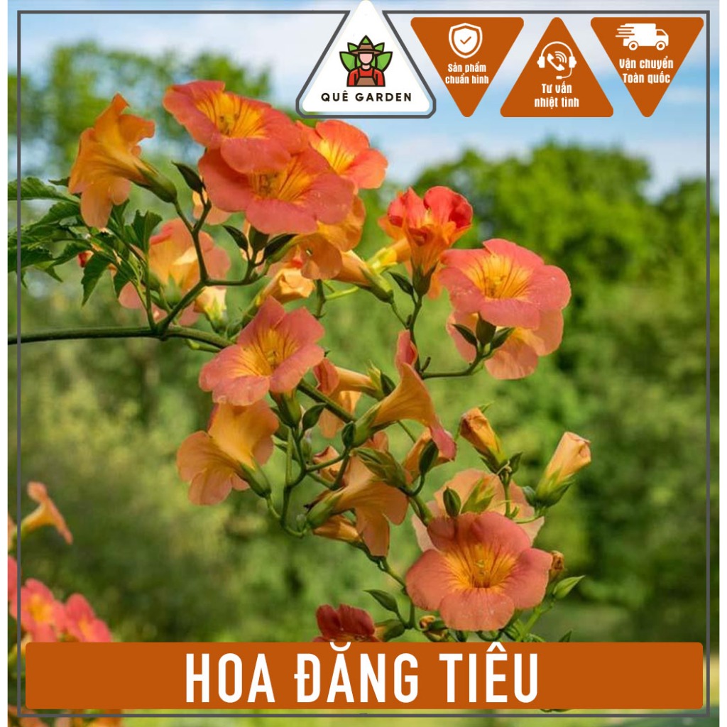 Chậu hoa Đăng Tiêu - Dây leo chịu nắng tốt - Cho hoa siêu đẹp! | Shopee ...