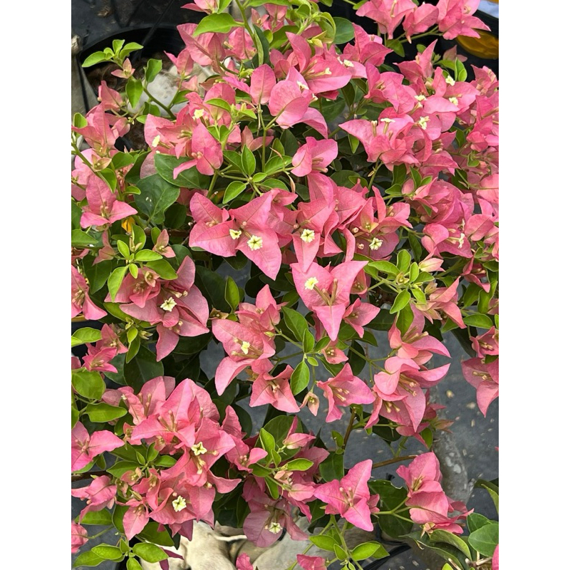 KAYATA GHÉP HOM 50cm | Shopee Việt Nam