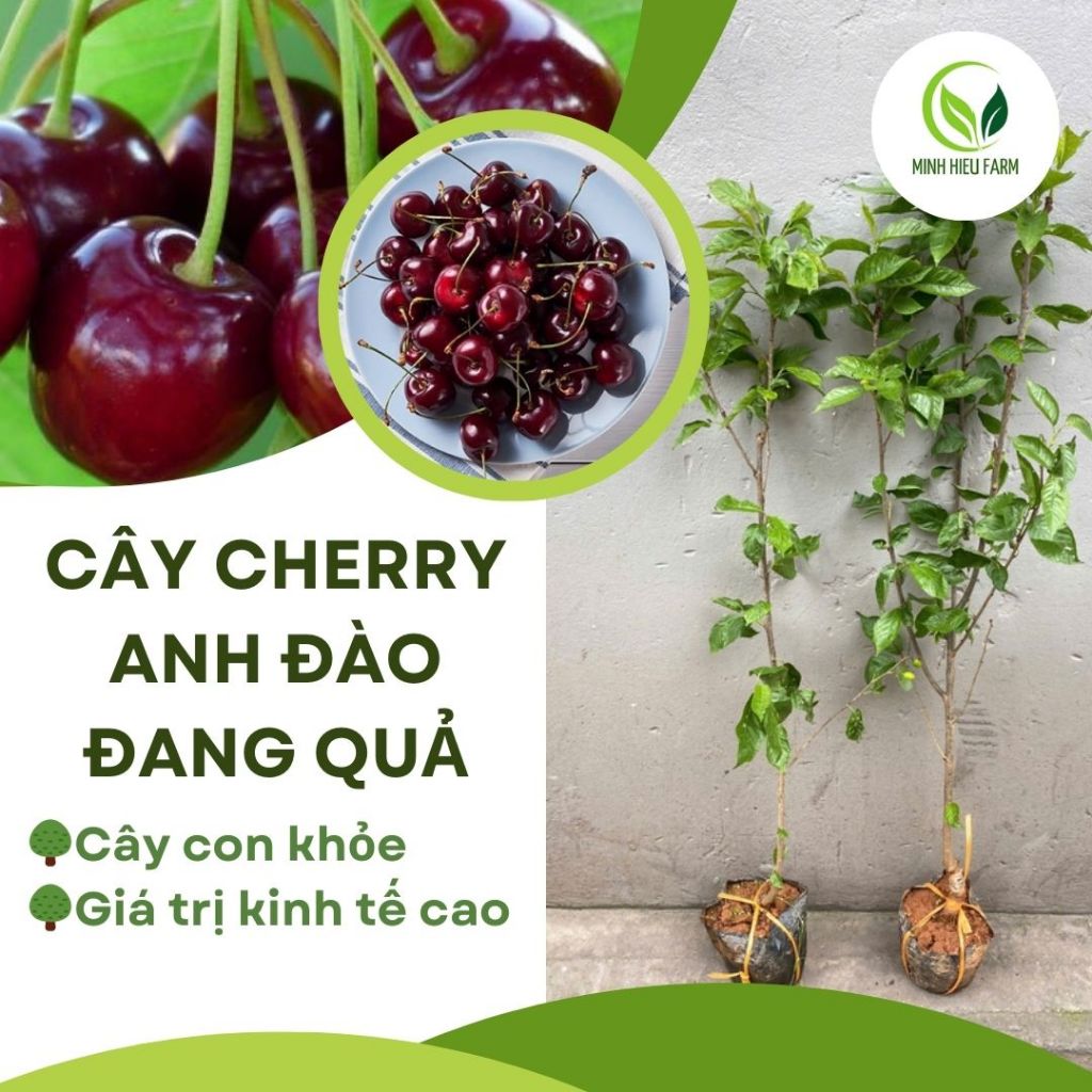 cherry anh đào Mỹ cây đang quả giống nhập khẩu thế hệ mới đã được thuần ...