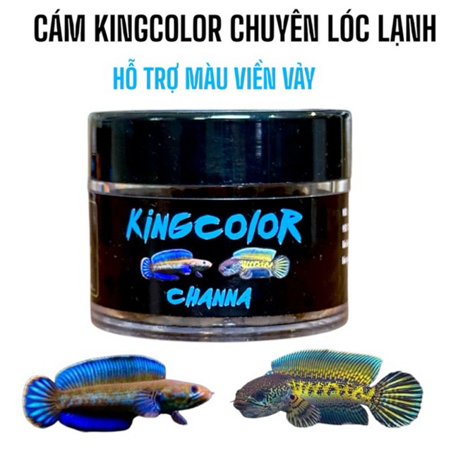 CÁM KINGCOlOR CHANNA-cho các dòng Lóc Lạnh -Hỗ trợ màu viền vảy- trọng ...