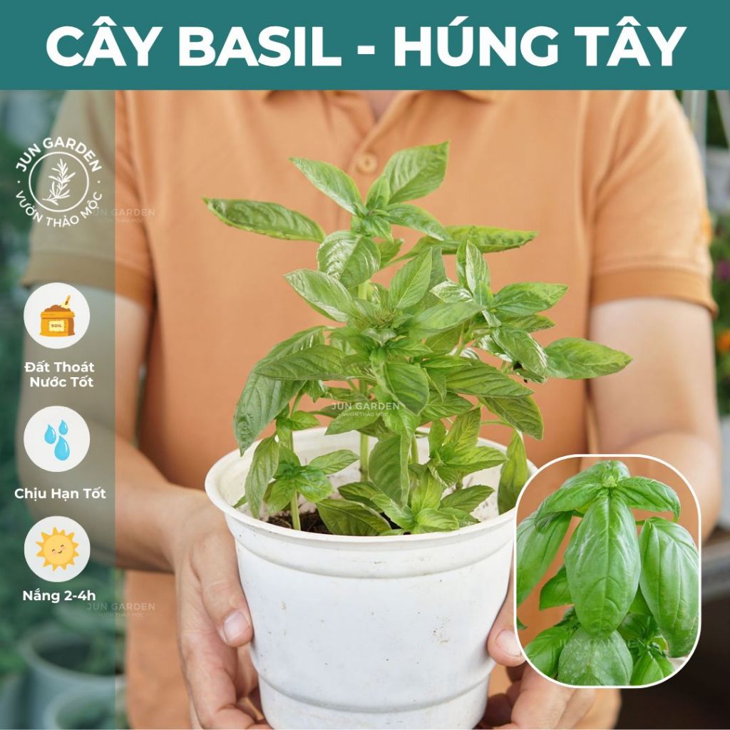 Cây Basil Húng Tây làm gia vị JUN GARDEN - GH | Shopee Việt Nam