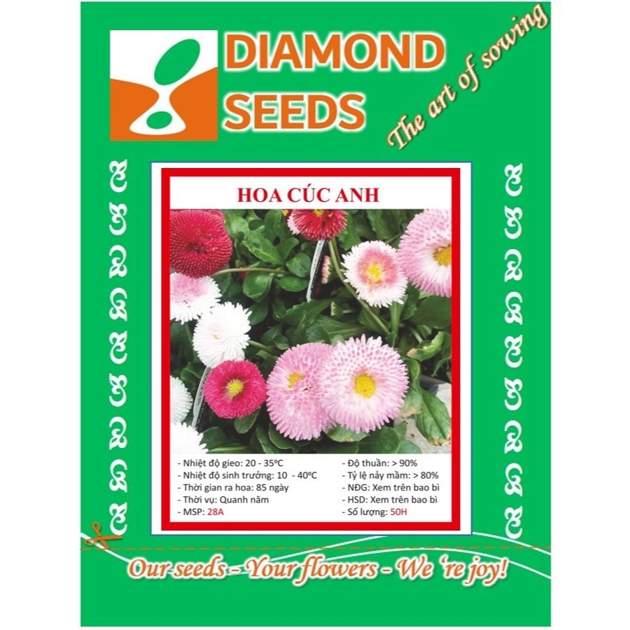 Hạt giống cúc Daisy mix hạt giống hoa cúc anh nhiều màu - HÀNG CÔNG TY ...
