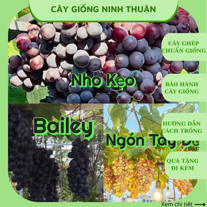 ComBo 3 cây nho giống kẹo- nho bailey- nho ngón tay đỏ | Shopee Việt Nam