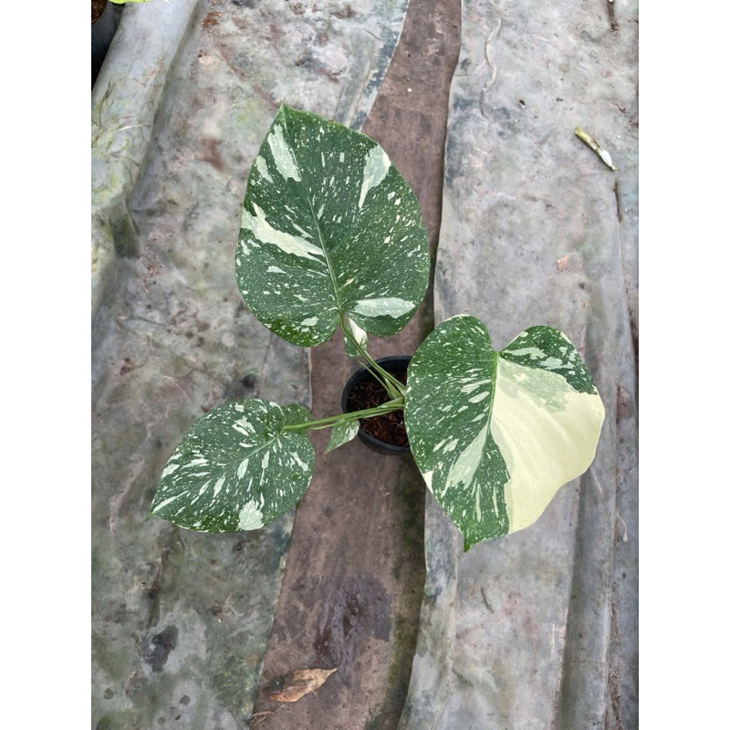 Monstera Delicosia Thaicons khỏe đẹp gen VIP size las khoảng 20cm cao ...