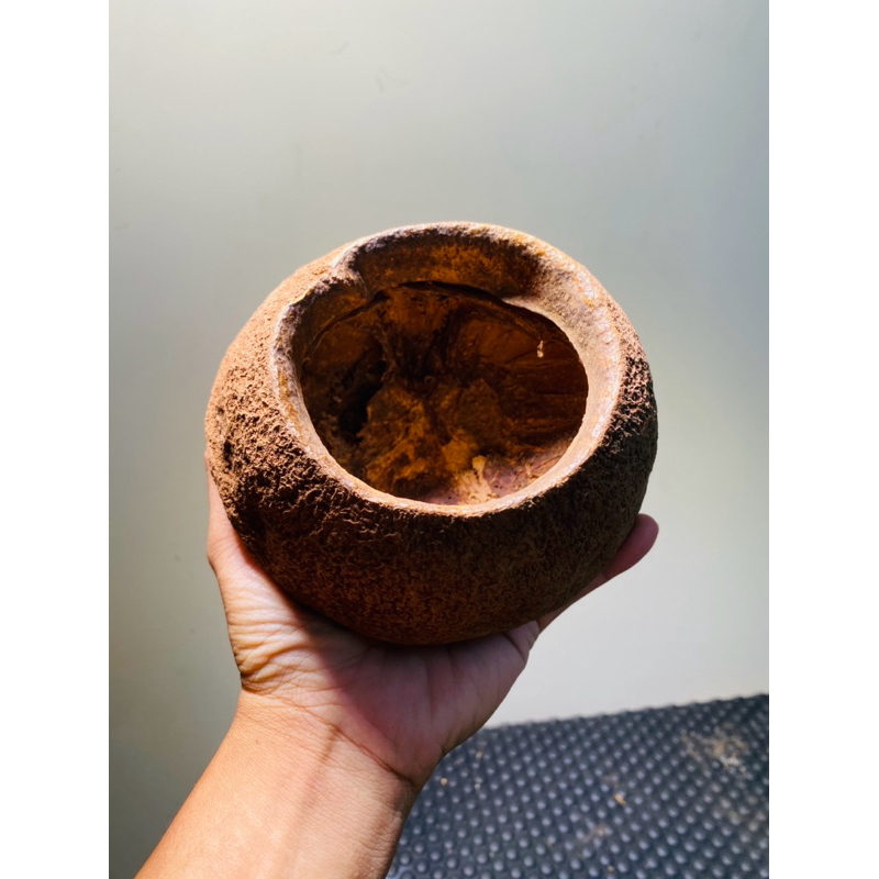 King Pod - Sapucaia Pod Peruvian Blackwater bản địa Peru Amazone ...