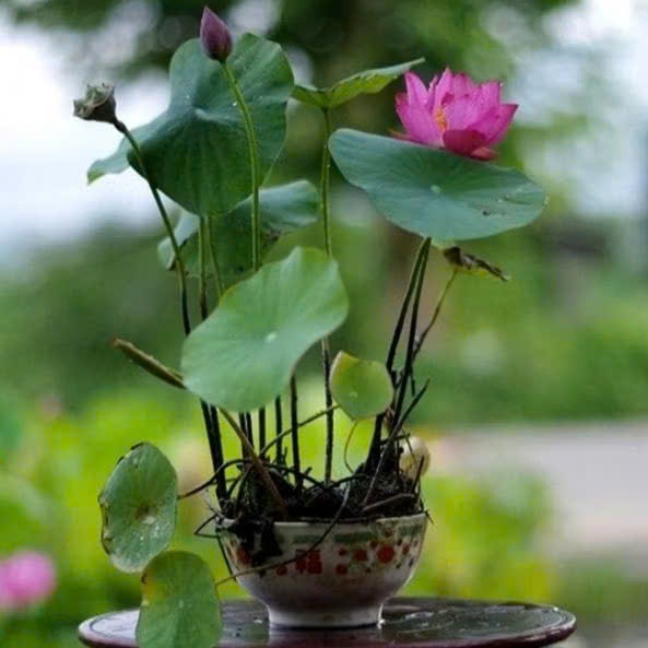 Củ sen mini nhật ra hoa sau 45 ngày (ảnh thật 2). | Shopee Việt Nam