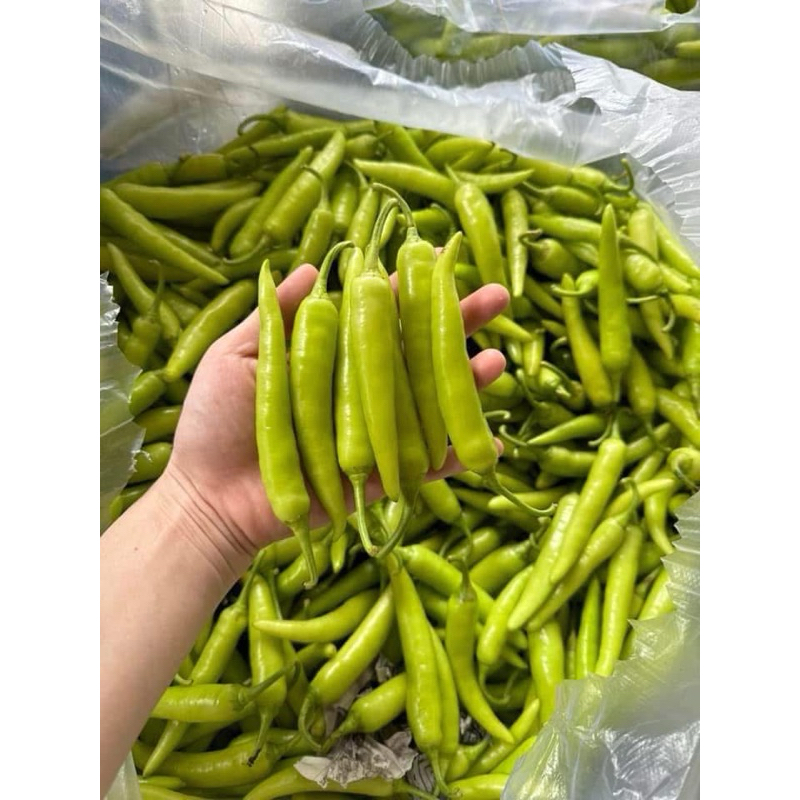 500g ỚT SỪNG XANH (ĐẶC SẢN HUẾ ) rất cay thơm | Shopee Việt Nam