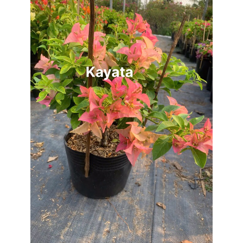 Hoa Giấy Kayata cây cao 40cm (có hoa tuỳ đợt) | Shopee Việt Nam