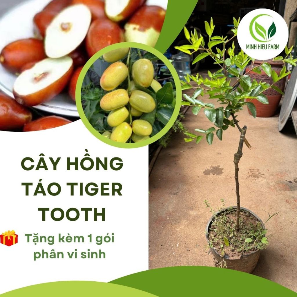 Cây hồng táo (táo tàu tiger tooth) chuẩn giống mau cho quả dễ chăm, dễ ...