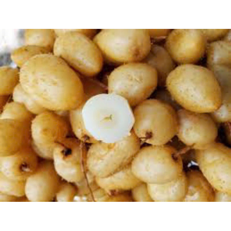 Củ lùn size trung dễ bóc vỏ 1kg | Shopee Việt Nam