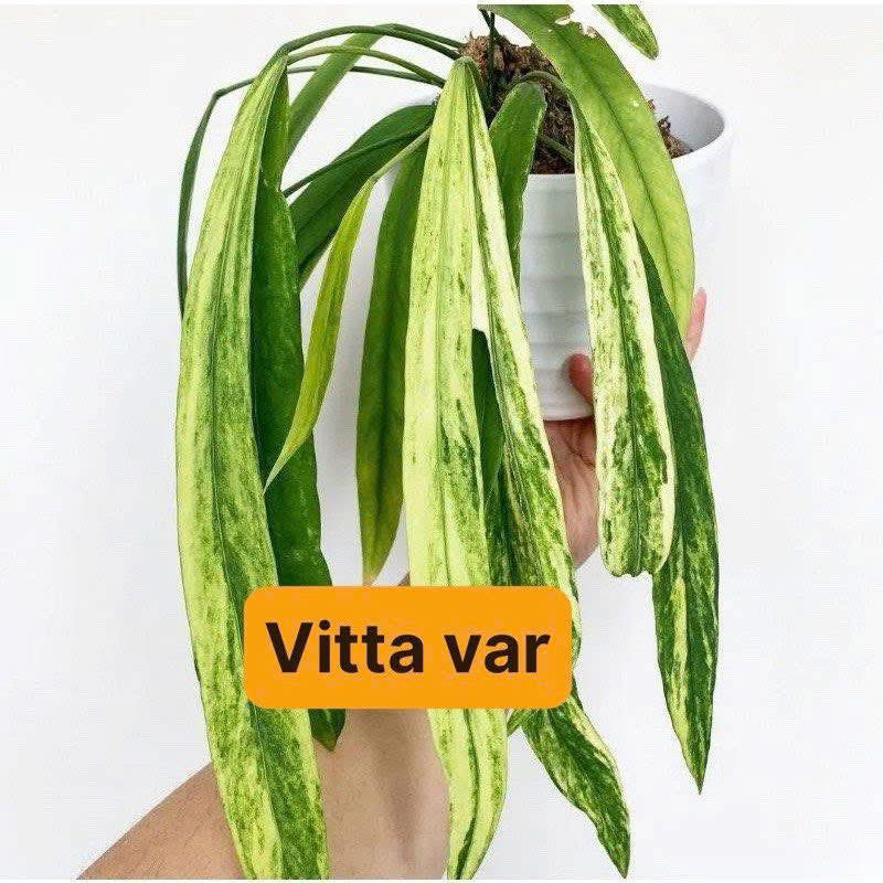 Chậu anthurium vitta var ( đột biến ) gen chuẩn. | Shopee Việt Nam