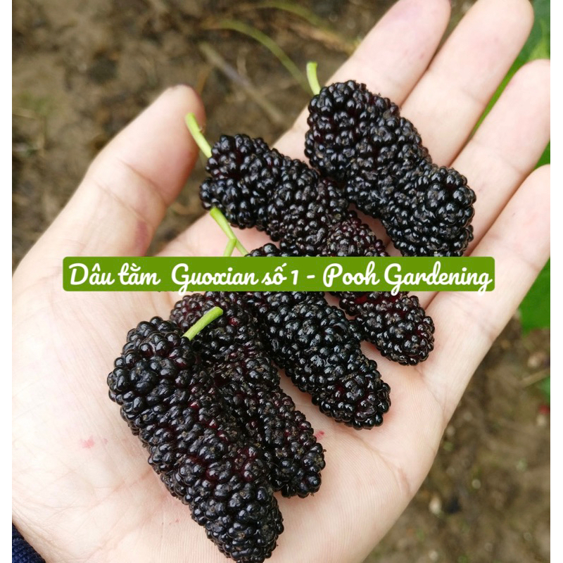 TREE GOUXIAN DÂU | Shopee Việt Nam