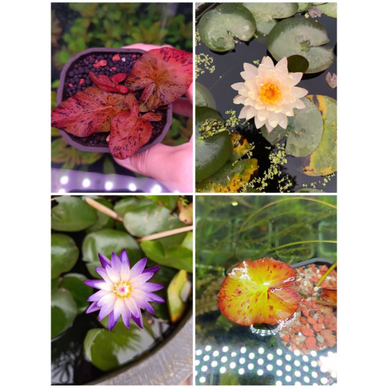 cây thủy sinh súng thái mini, súng tiger( sen tiger ) phù hợp thủy sinh ...