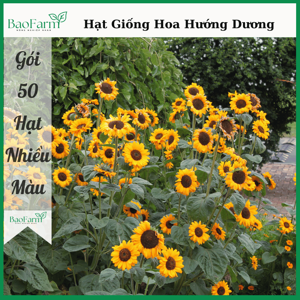 Hạt Giống Hoa Hướng Dương Nhiều Loại (Gói 50 Hạt) - Bao Farm | Shopee ...