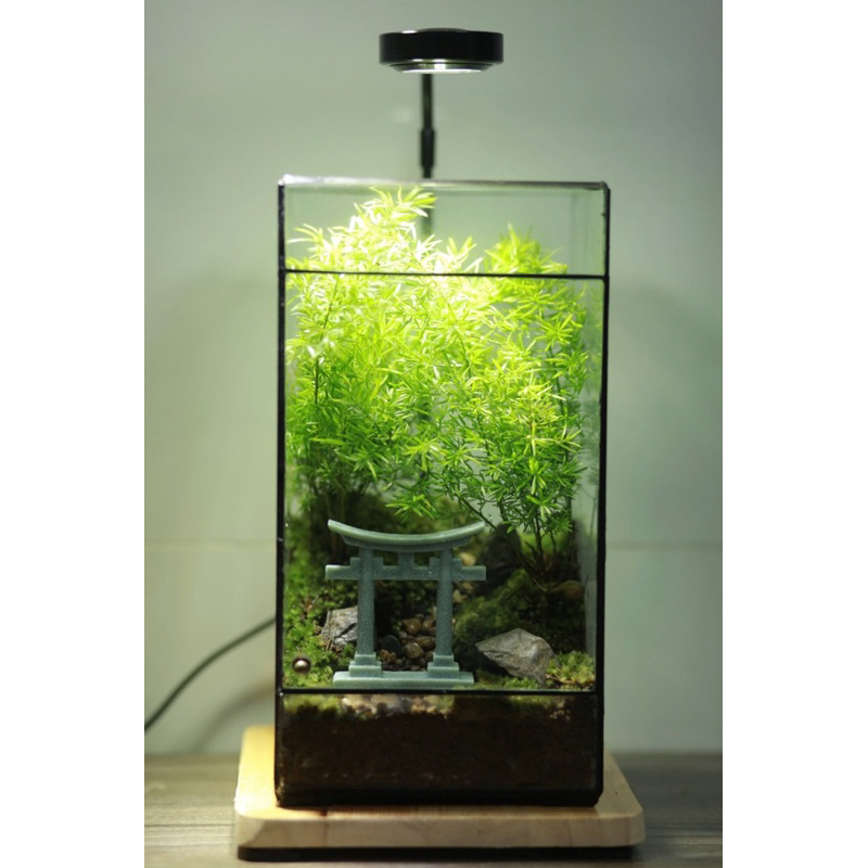 Bể Tiểu Cảnh Terrarium Cổng Trời Torii | Shopee Việt Nam