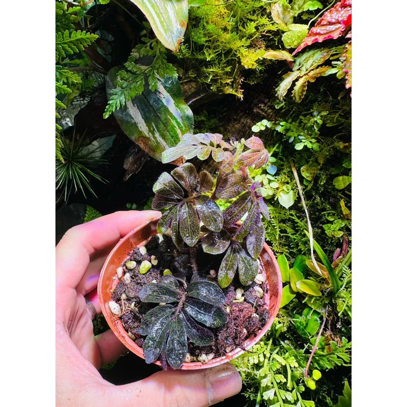 Solanum uleanum | Shopee Việt Nam