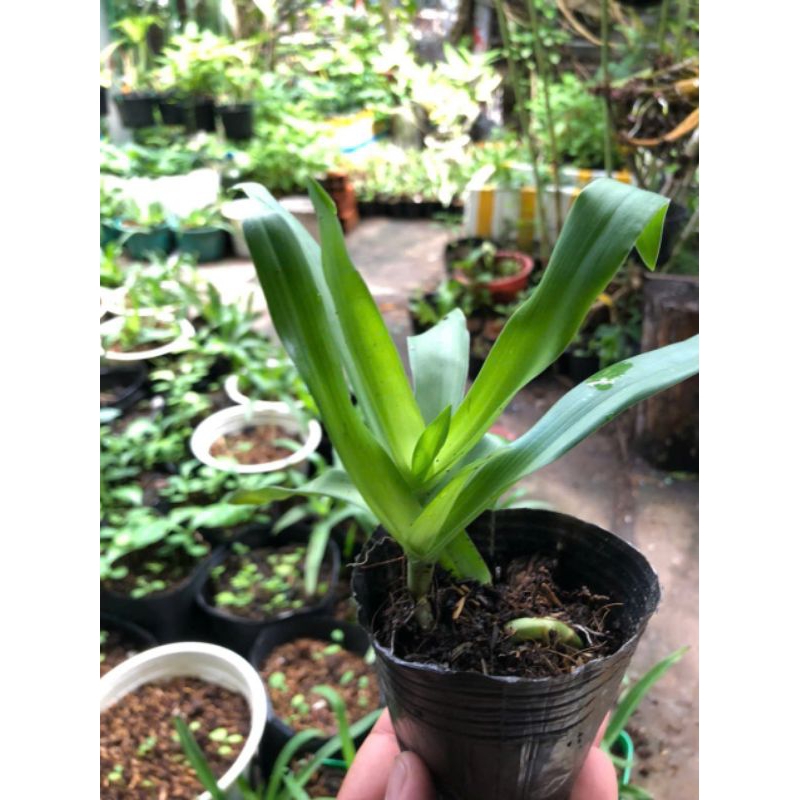 Cây Linh Chi Thảo (Cỏ Bao Tử) | Shopee Việt Nam