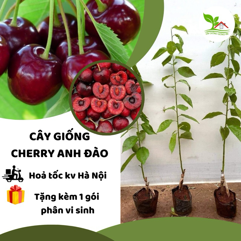 Cây giống Cherry Anh Đào hàng ghép chuẩn, lá răng cưa, quả mọng ...
