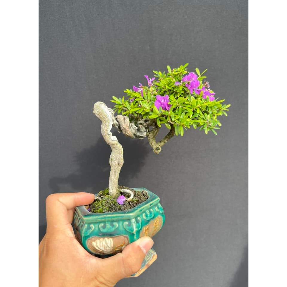 Cây linh sam 86 bonsai mini kèm chậu bát tràng | Shopee Việt Nam