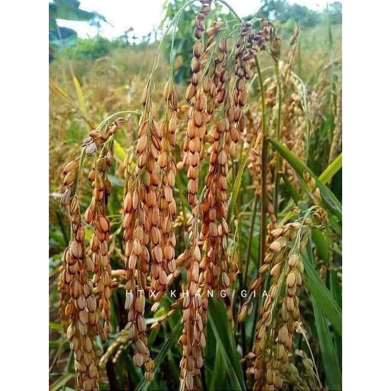 Giống lúa nếp Lào giống chuẩn 1kg | Shopee Việt Nam