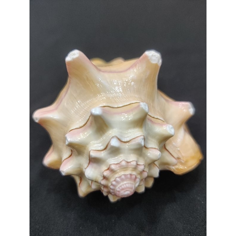 Natural Pink Shell Conch Coral Sea Snail - Vỏ ốc hồng tự nhiên | Shopee ...