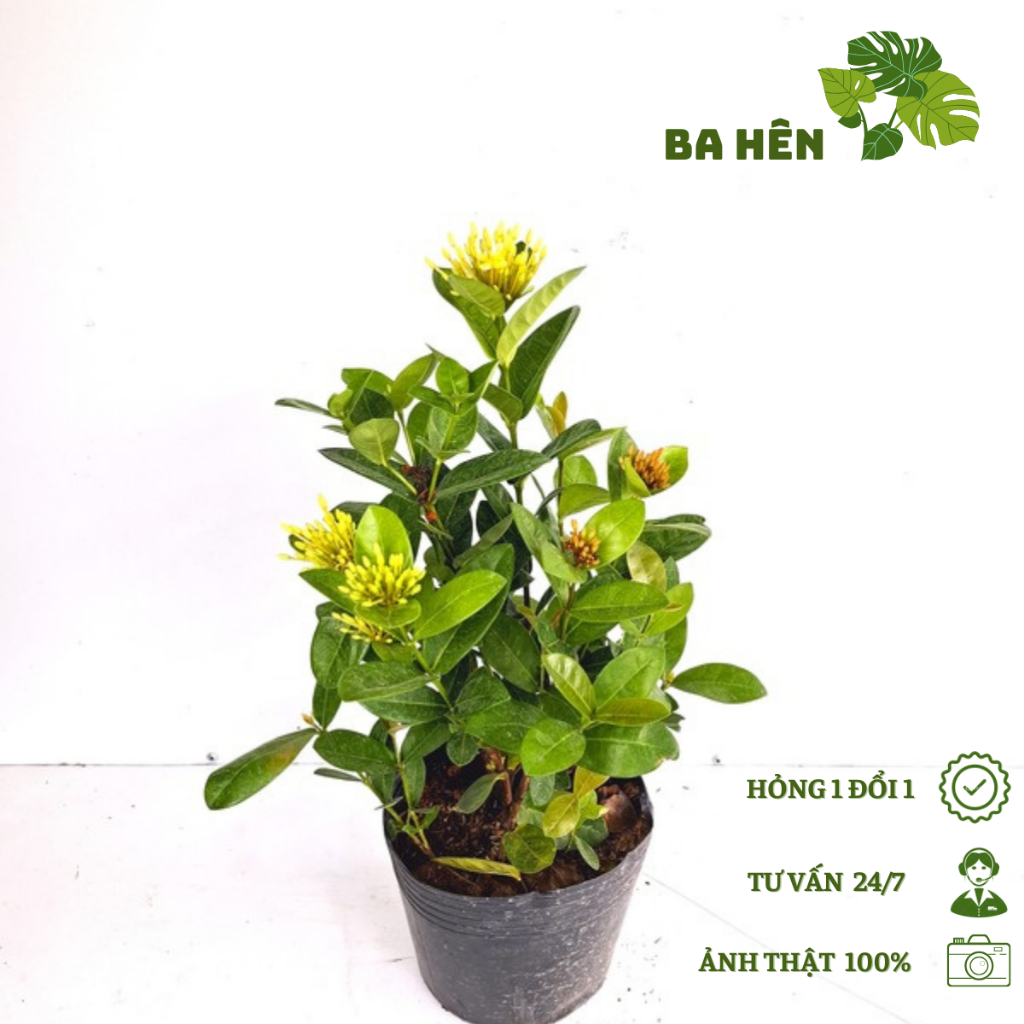Cây Trang Tàu Hai Màu (Đỏ Và Vàng) - Cây Hao Kiểng Sân Vườn | Shopee ...