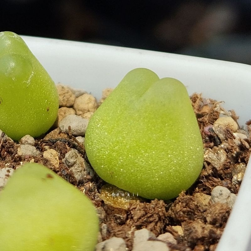 Sen đá conophytum Ratum gửi cây ko chậu (nhắn tin trước khi đặt hàng ...