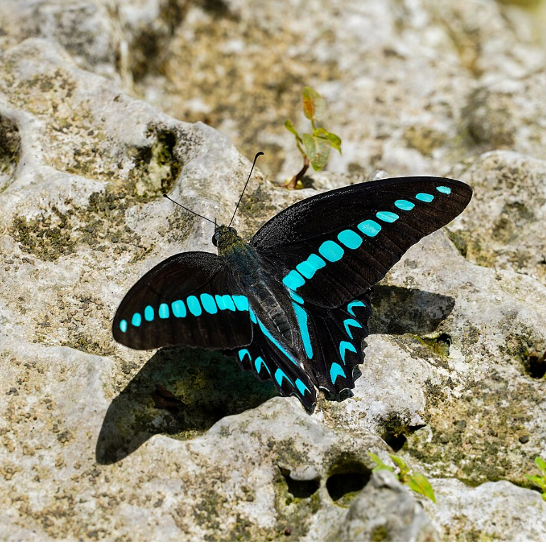 Mẫu vật Graphium anthedon - Tiêu bản bướm | Shopee Việt Nam